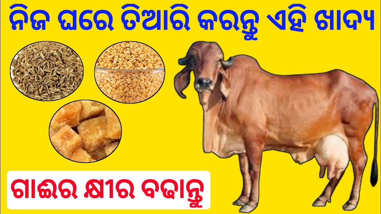 ନିଜ ଘରେ ତିଆରି କରନ୍ତୁ ଏହି ଖାଦ୍ୟ ଗାଈକୁ ଖାଇବାକୁ ଦିଅନ୍ତୁ||Feed For Increase ...