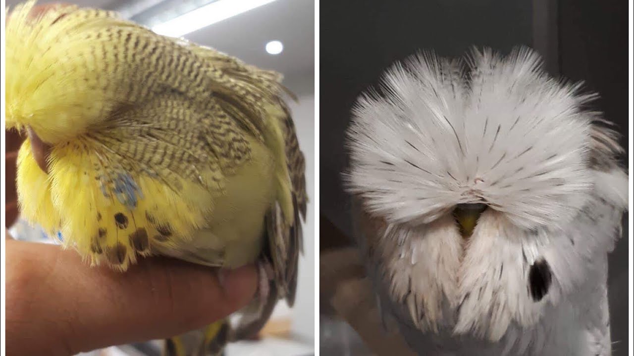 DANIEL LÜTOLF'S AVIARY VISIT 2019 - YouTube