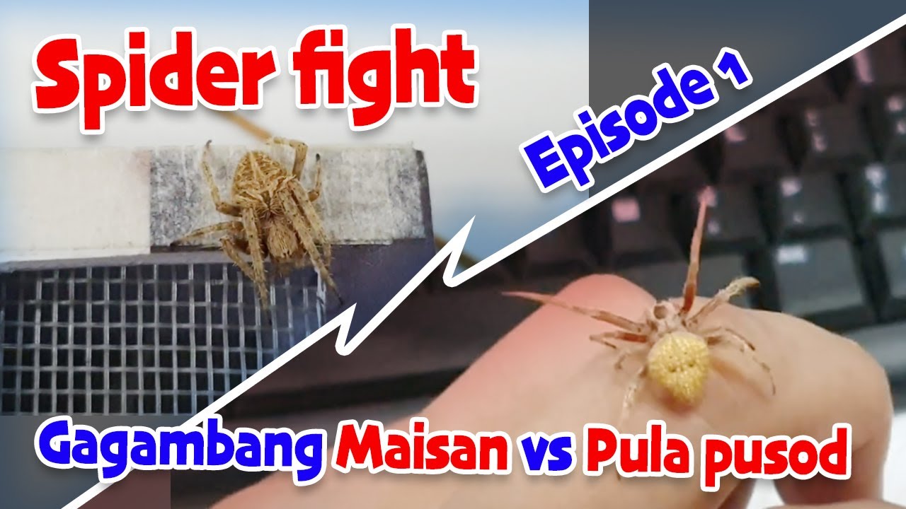 spider fight episode 1 - YouTube