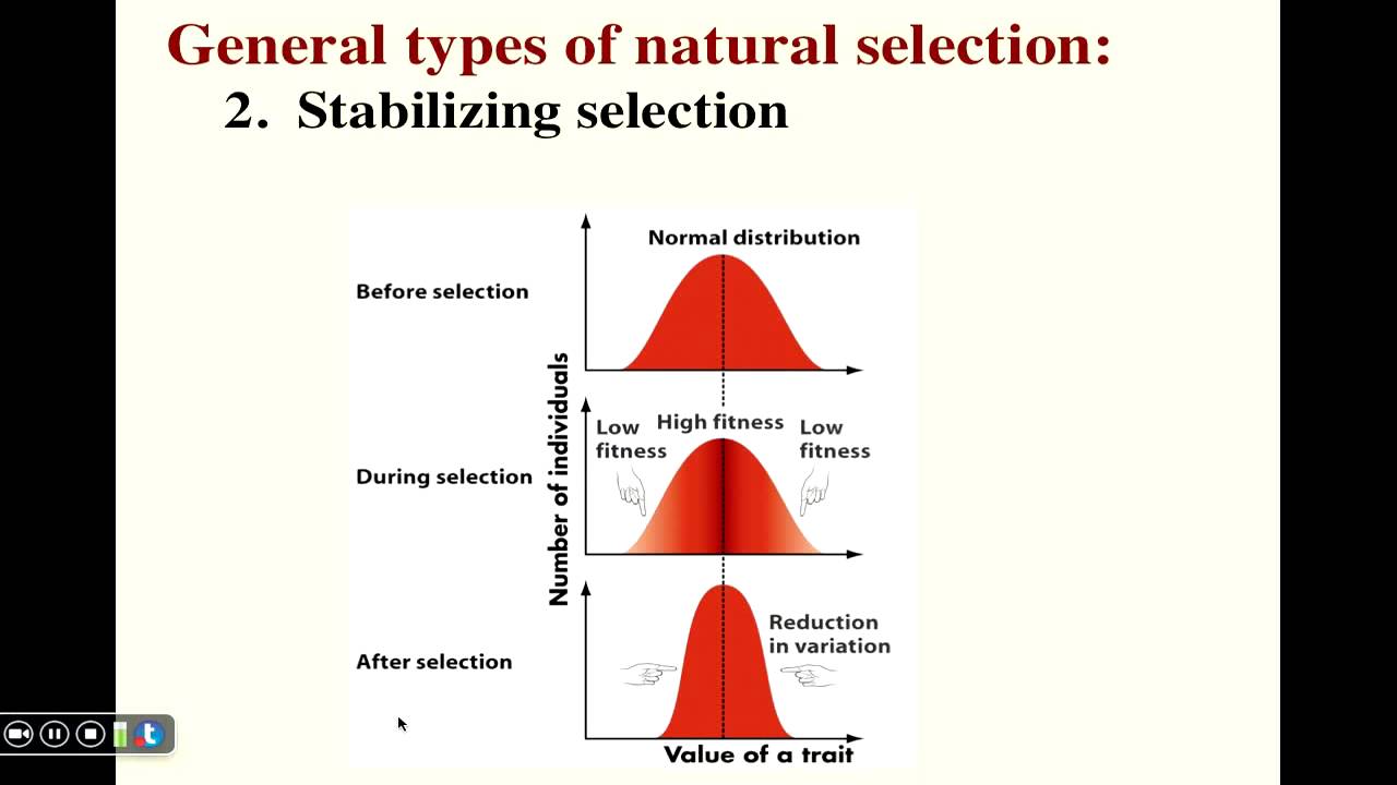 23-Evolutionary Processes - YouTube