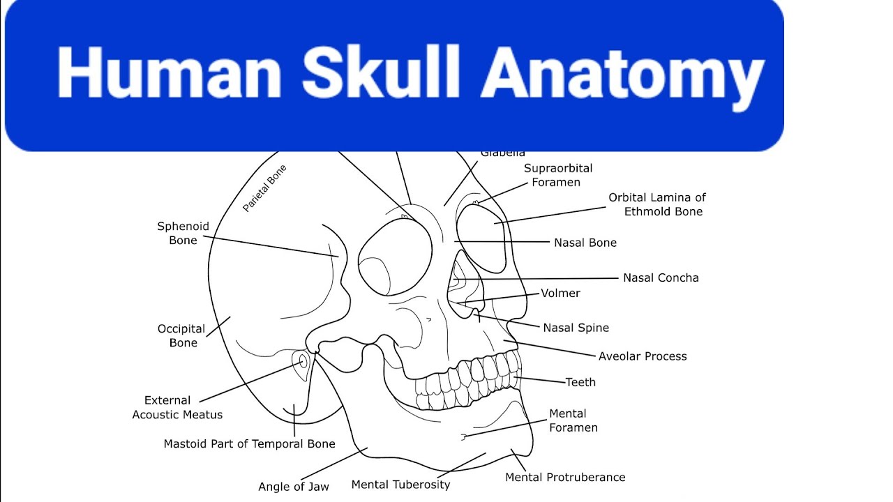 Detailed Human Skull Anatomy | All parts Names | Draw Human Skull with ...
