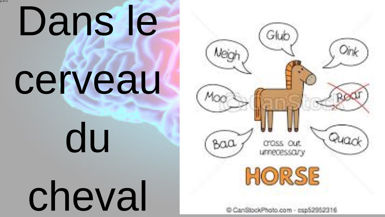 En comprenant le cerveau du cheval... on va plus loin - YouTube