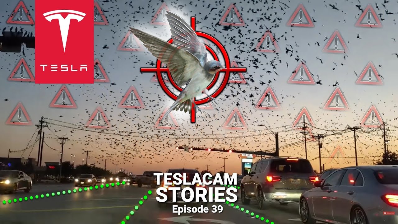 TESLA ATTACKED BY BIRDS | TESLACAM STORIES #39 - YouTube