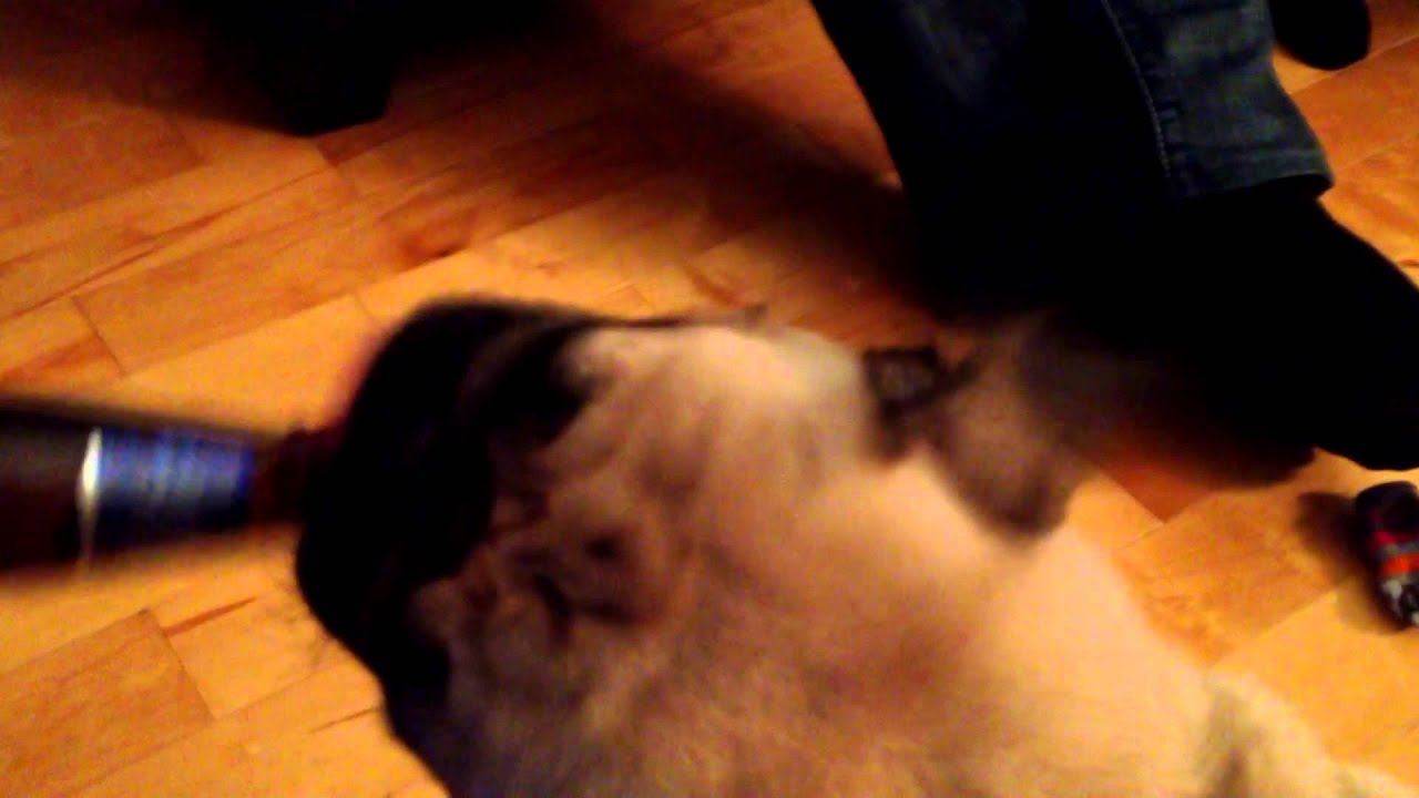 [HD] A Pug drinking some beer! - YouTube