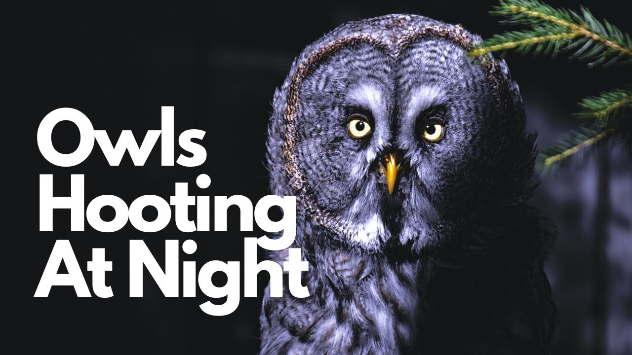 Owl Hooting Sound Effect | 10 Hours - YouTube