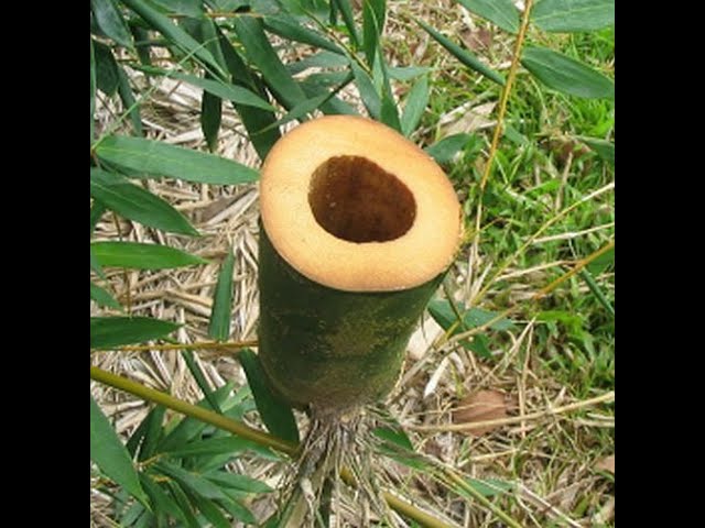 Trasplante De Esquejes De Bambú Cómo Cultivar Y Cuidar Una Bambú De