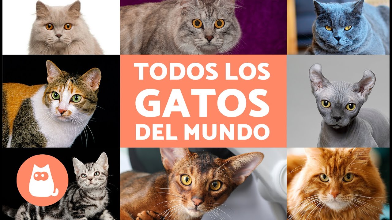 TODAS las RAZAS de GATOS del mundo 🐱 ¡Ordenadas Alfabéticamente! - YouTube