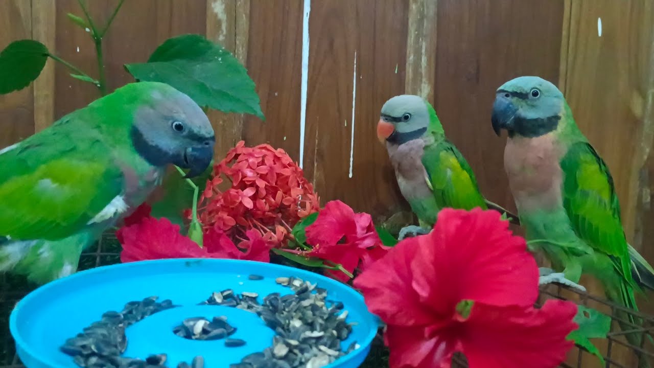 how to Tame a baby parrot?one of the easier processes. - YouTube