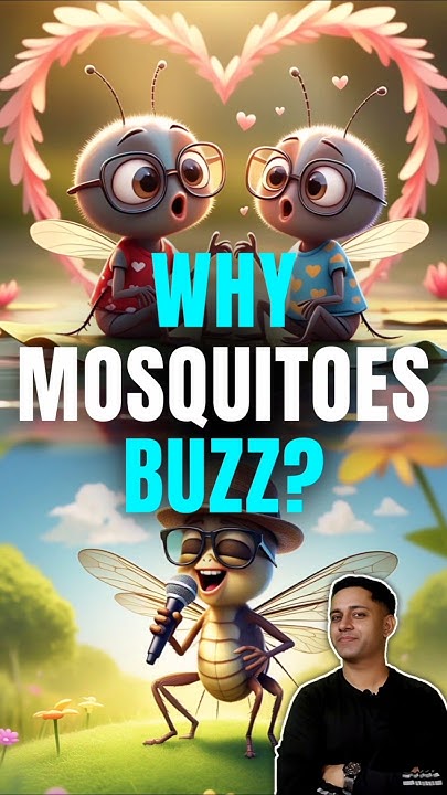Why Do Mosquitoes Buzz? - YouTube