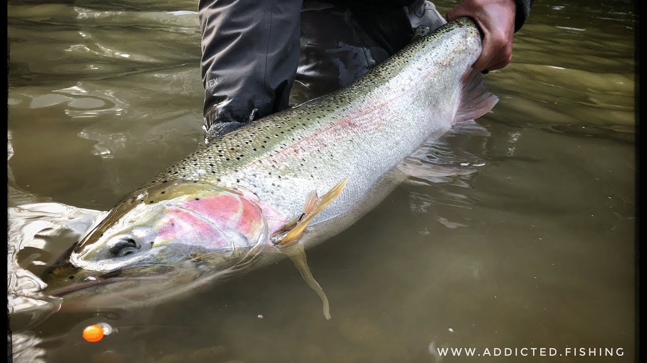 Steelhead Fishing Gear Breakdown | Addicted Fishing Podcast Ep. #24 ...