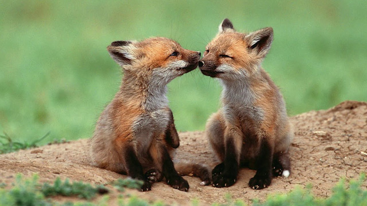 Le renard - vidéo d'animation - YouTube