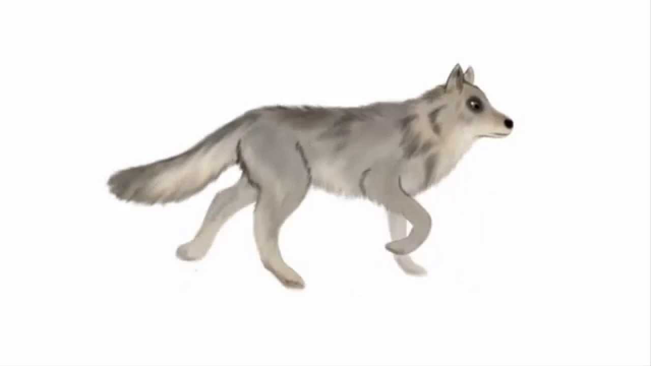 Animation d'un loup - marche - YouTube