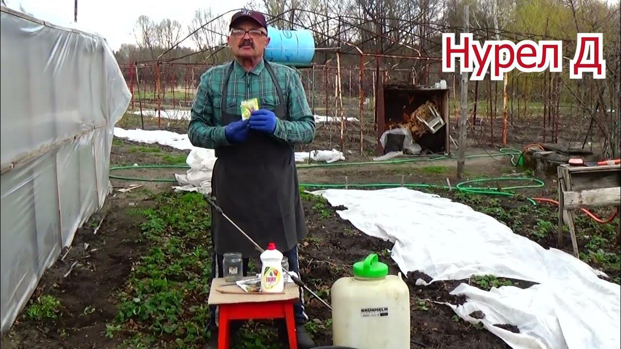 Весенняя защита клубники: когда, чем и от чего? - YouTube