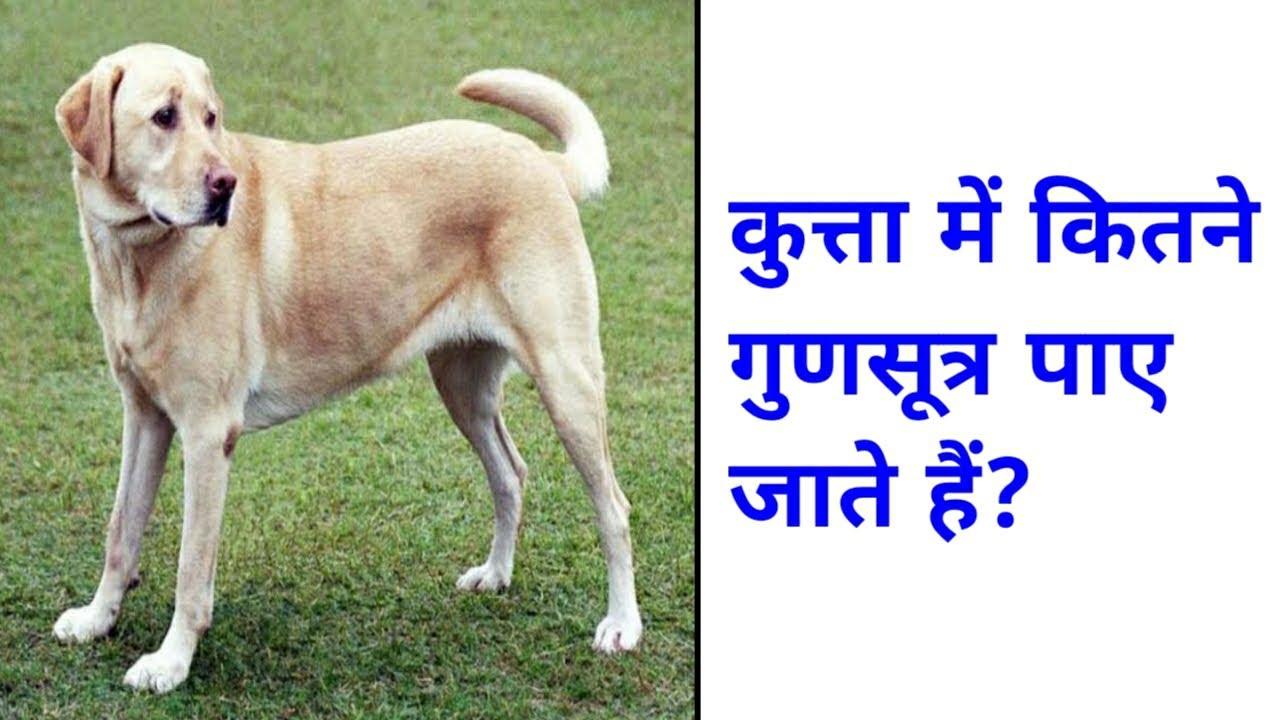 कुत्ता में कितने गुणसूत्र पाए जाते हैं | kutta mein kitne gunsutra paye ...