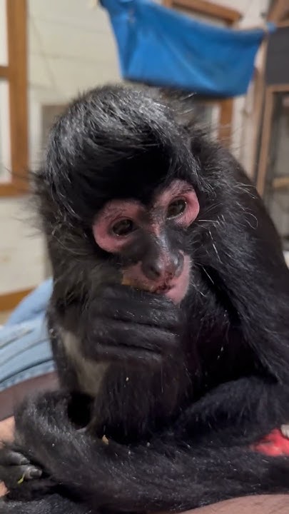 Spidermonkey Rooster Rosco Clanton🤣 #monkeys - YouTube