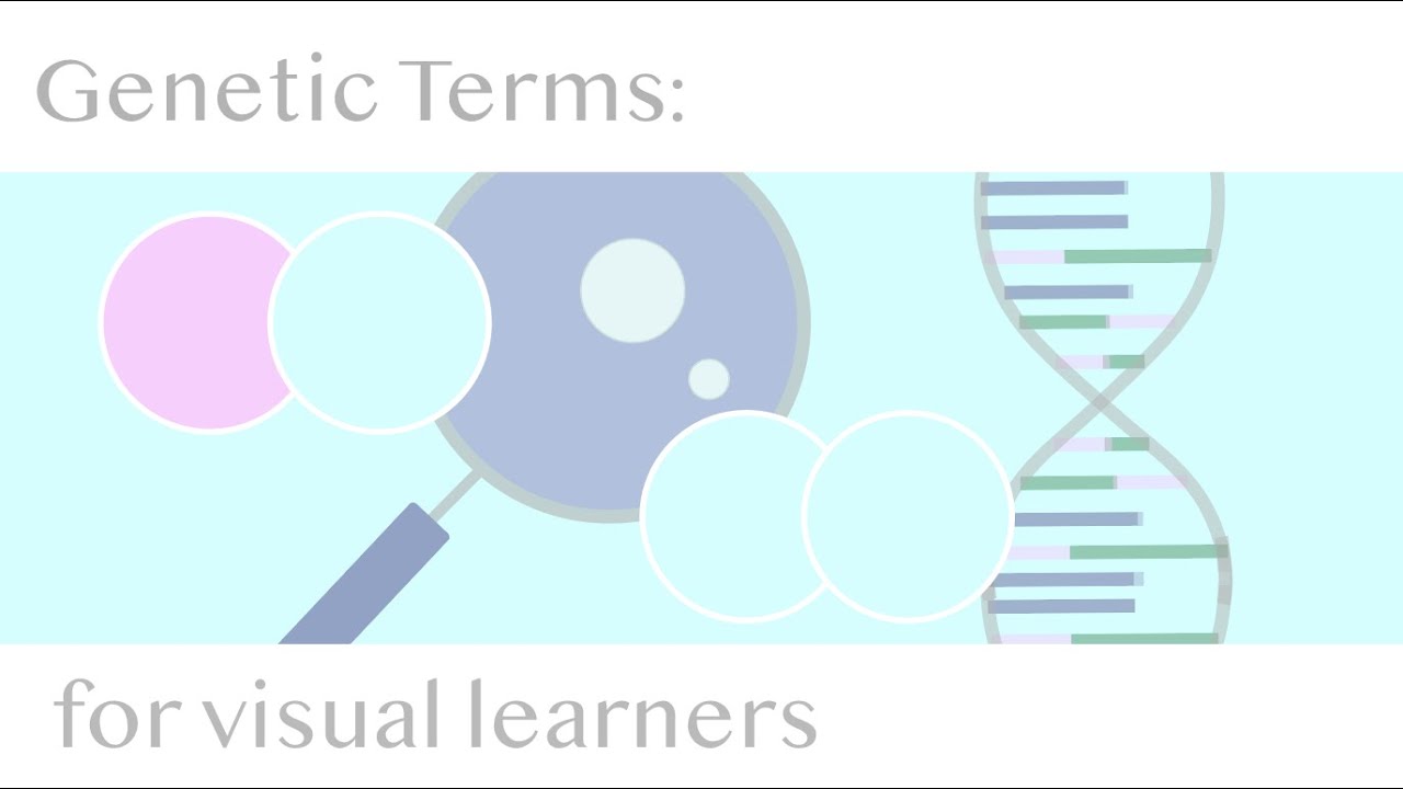 Genetics Terms: Homozygous, Heterozygous, Genotype & Phenotype - YouTube