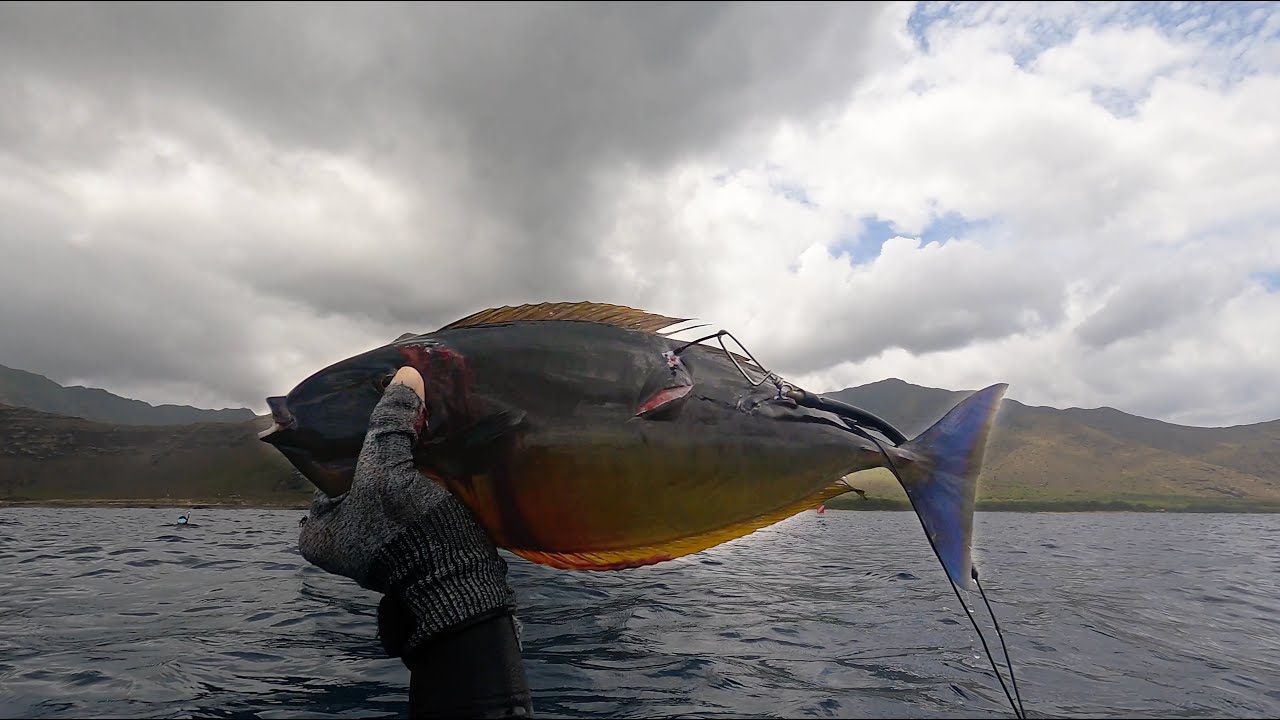 Shot My Biggest Opelu Kala! / Spearfishing Hawaii Vlog / Catch N Cook ...