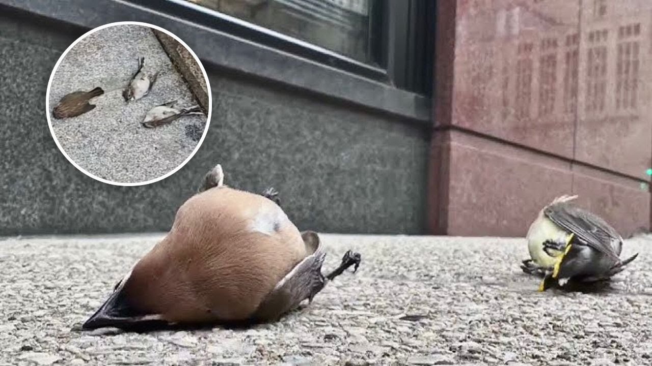 Why Are Birds Falling from the Sky? The Tragic Story of Glass ...