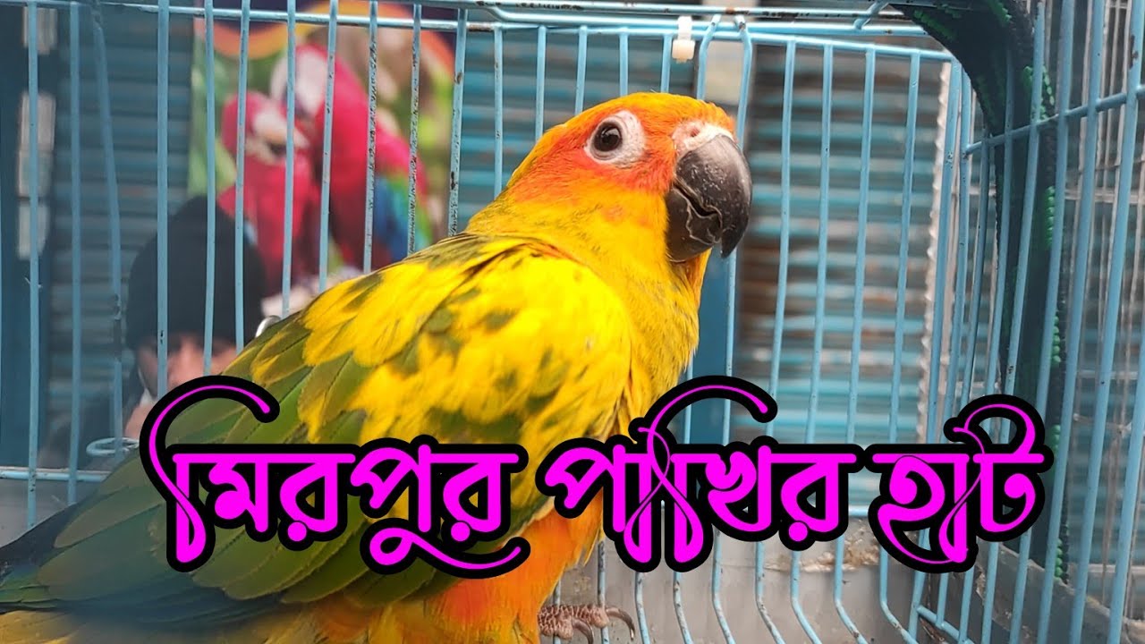 মিরপুর এক পাখির হাট#bangla_pakhi_palon - YouTube
