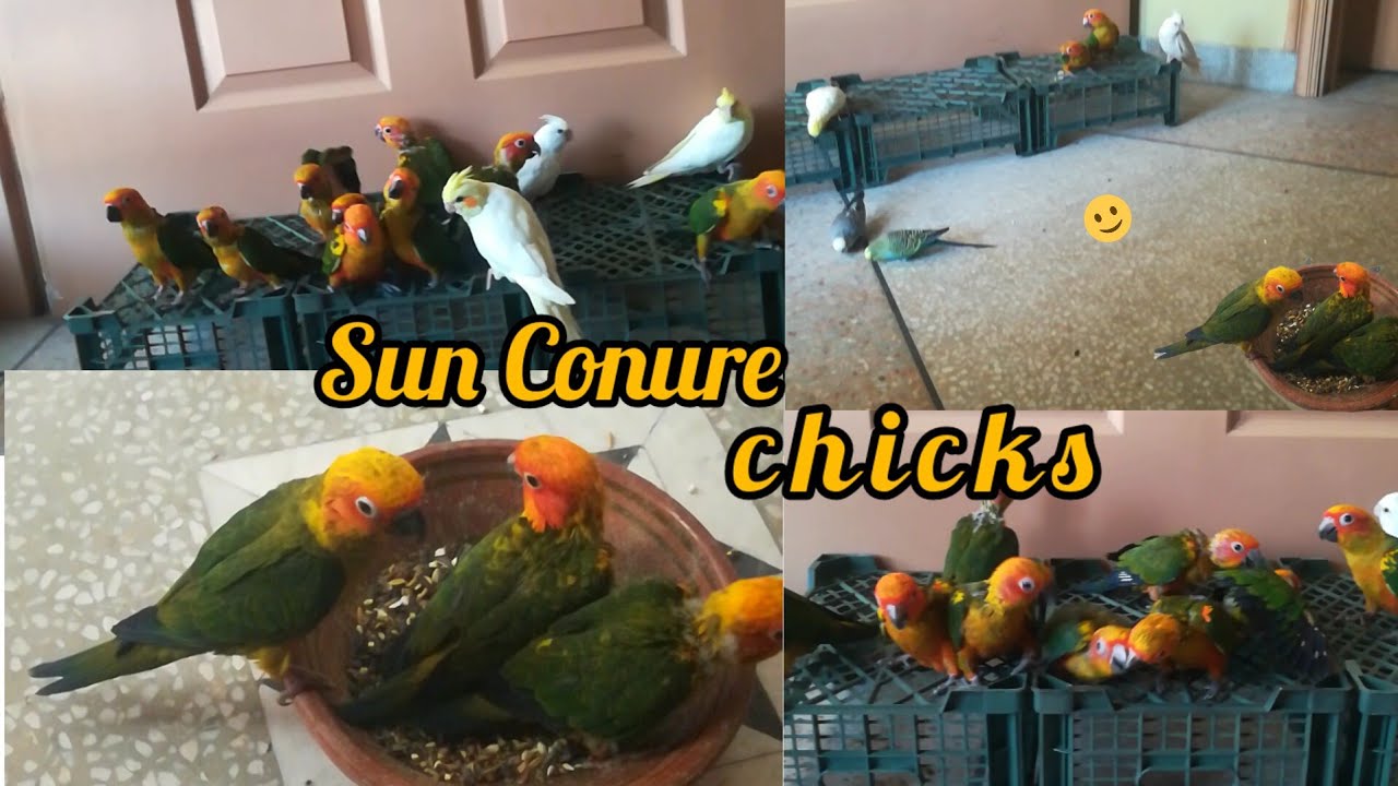 Sub Sun Conure chicks barey ho gai //MA Bird's Information - YouTube