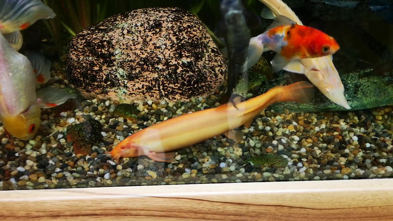 Big Albino Weather Loach - YouTube