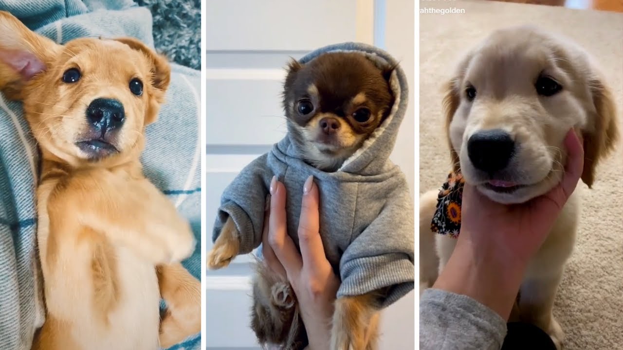 Best Dog Videos on The Planet🐕 Cutest Compilation - YouTube