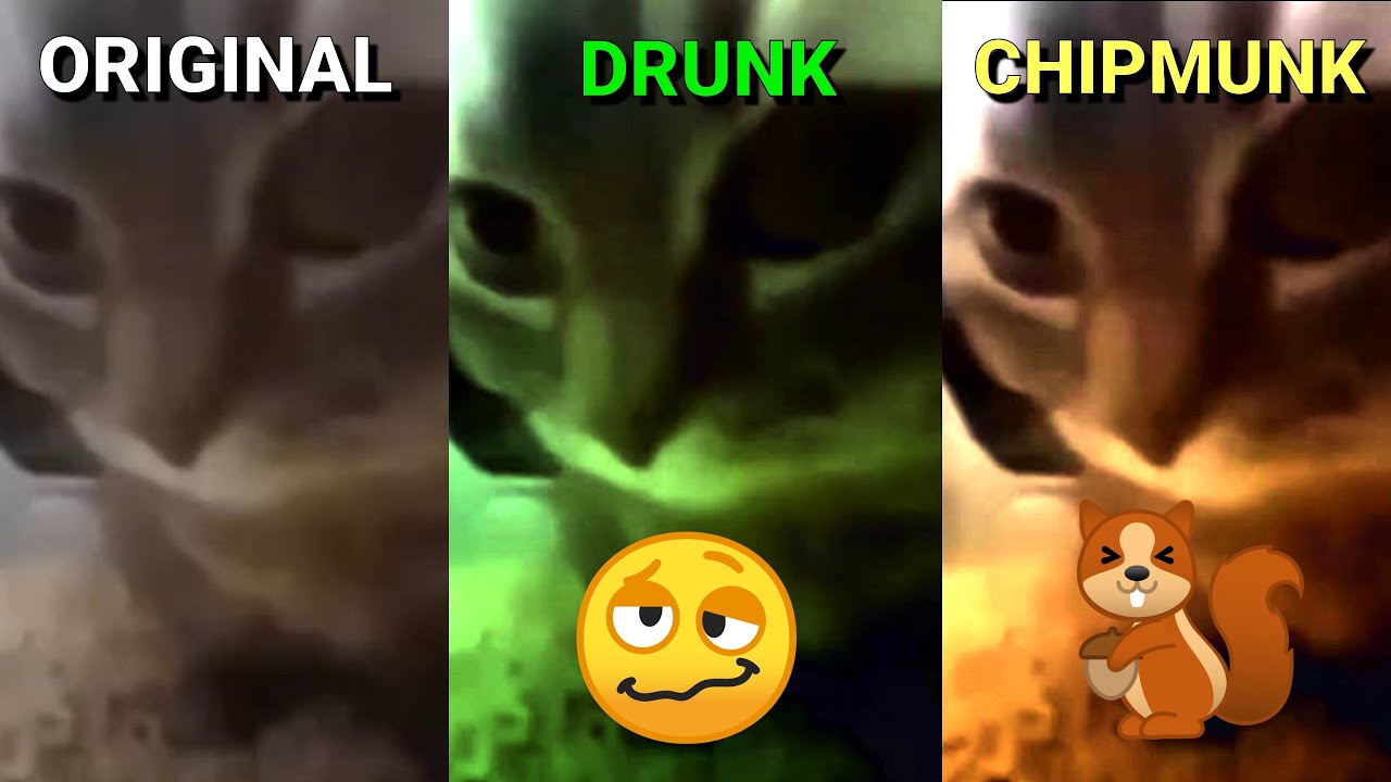 𝐖𝐡𝐢𝐜𝐡 𝐨𝐧𝐞 𝐢𝐬 𝐛𝐞𝐭𝐭𝐞𝐫 🤔!! - chipi chipi chapa chapa cat meme Original vs Drunk vs Chipmunk Music 🎵 ...