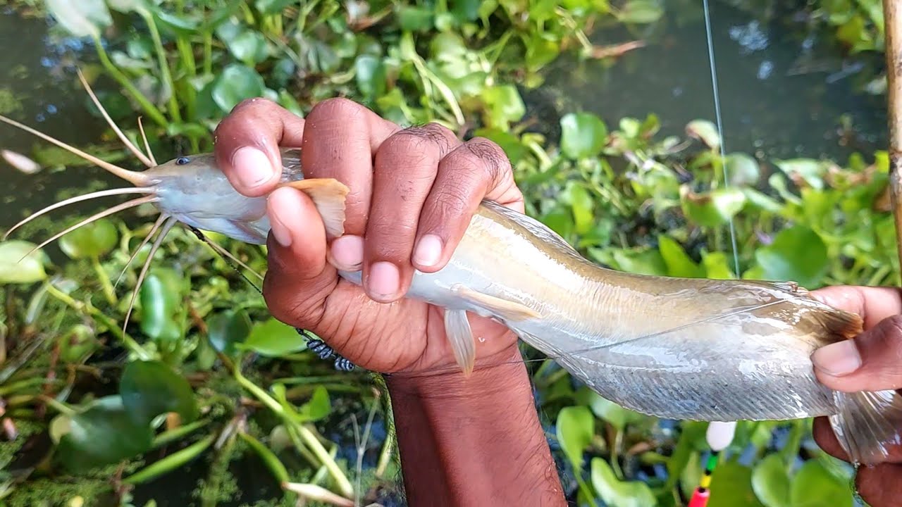 জামিল ভাইয়ের বড়শি দিয়ে আশ্চর্যজনক মাছ ধরা fishing video bd fishing ...