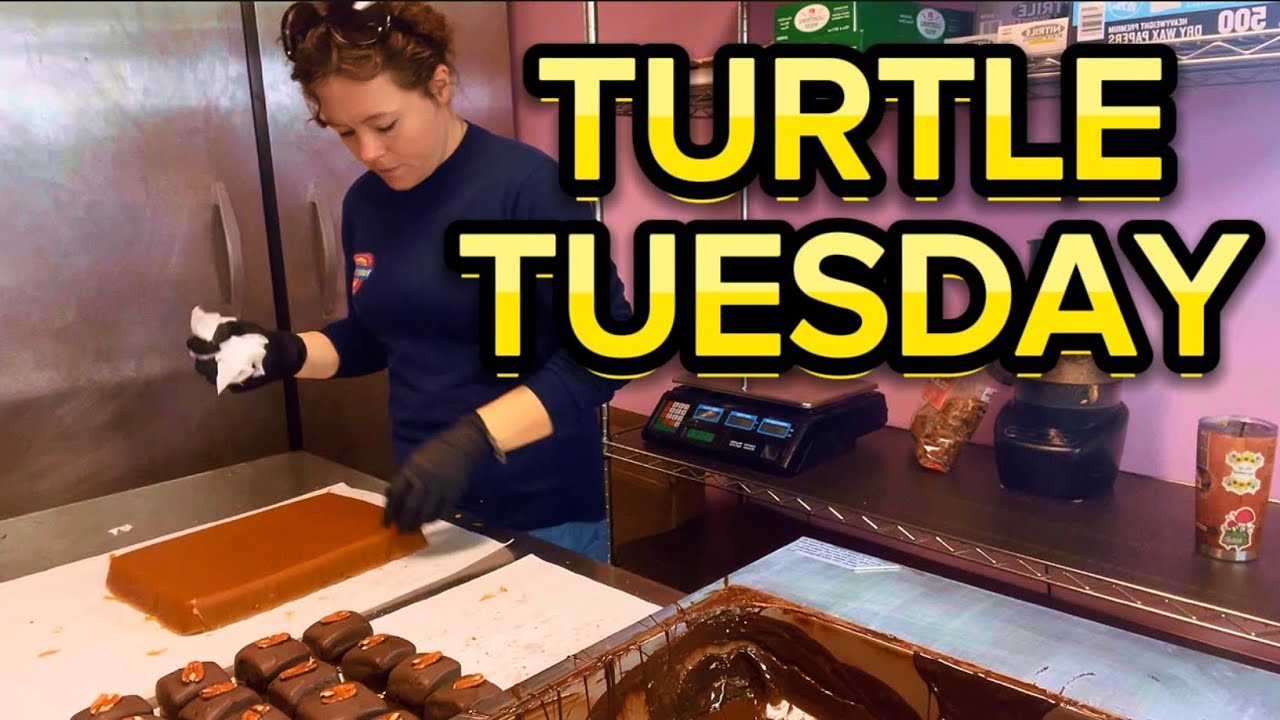 TURTLE TUESDAY - YouTube