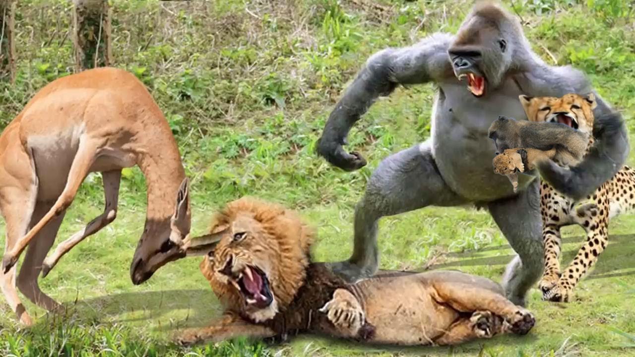 OMG. Brave Baboon Leader saves Baboons from Lions and Leopards | Wild ...