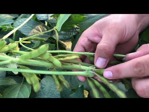 Çukurova’da 2. Ürün Soya Fasulyesi Yetişitiriciliği Bitki Besleme ve Genel Kontrolleri Soybeans