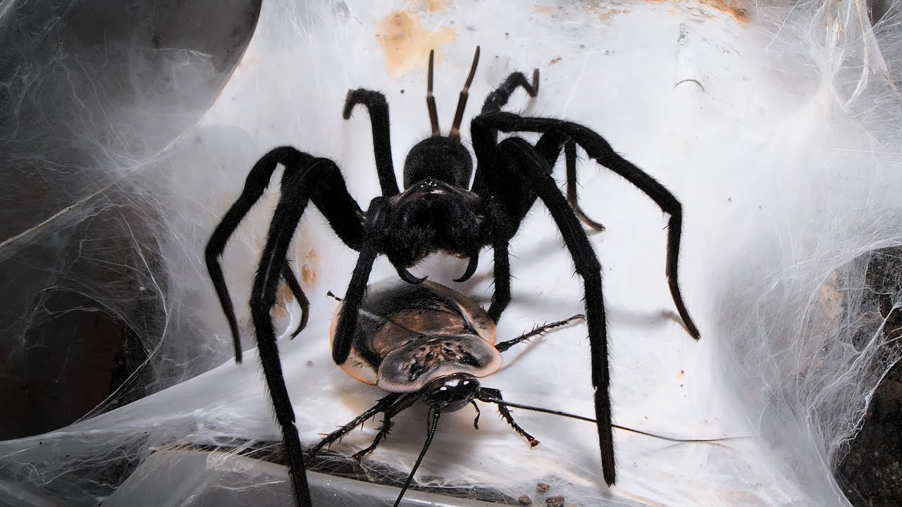 Feeding some Funnel & Curtain Web Spiders 12| large roaches and grubs ...