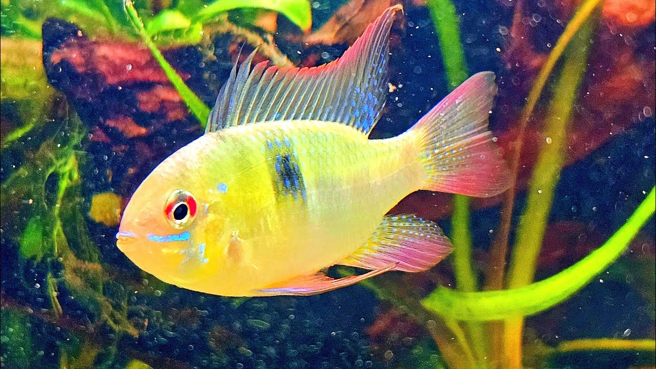 Aquarium Fish ~ Community Fish Tank with Relaxing Water Sounds - YouTube