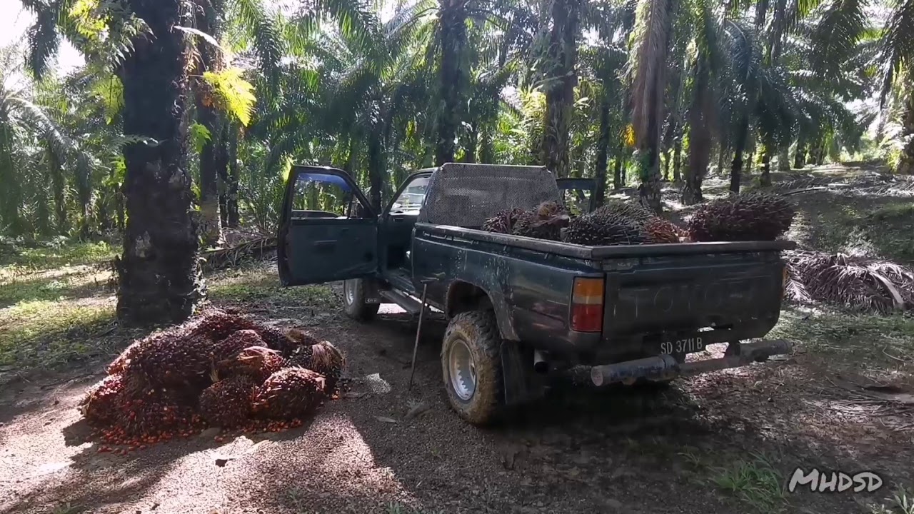 LOADING SAWIT SANTAI 1.8 TON - YouTube
