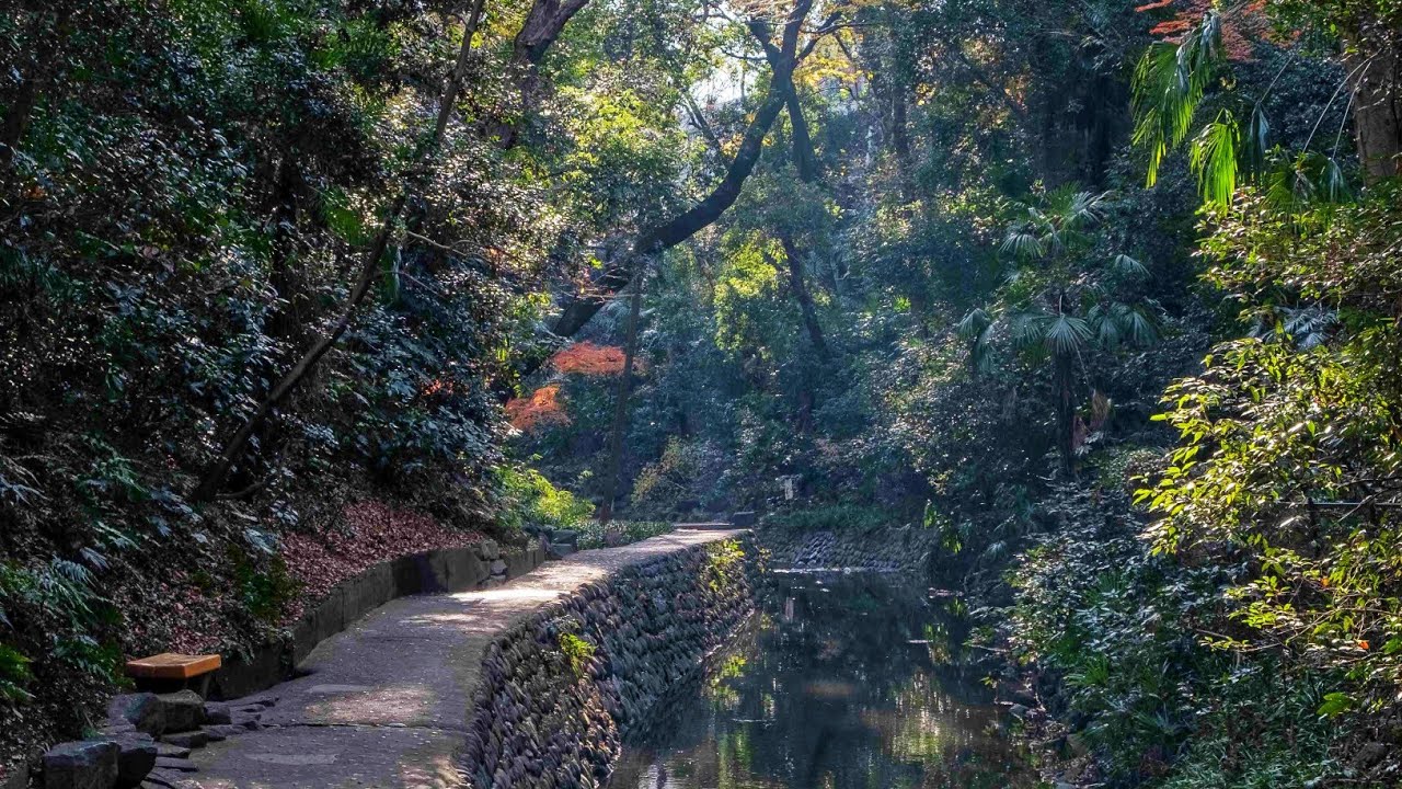 4K Tokyo Walk - Todoroki - Local Streets and a Beautiful Ravine - 等々力渓谷 ...