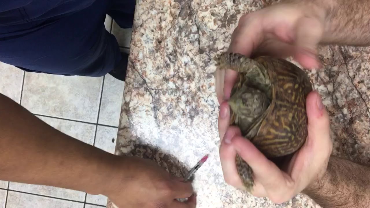 Injection on a Box Turtle - YouTube