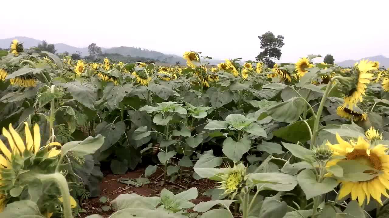 The Sunflower Forest in Nghệ An province part 4 - YouTube
