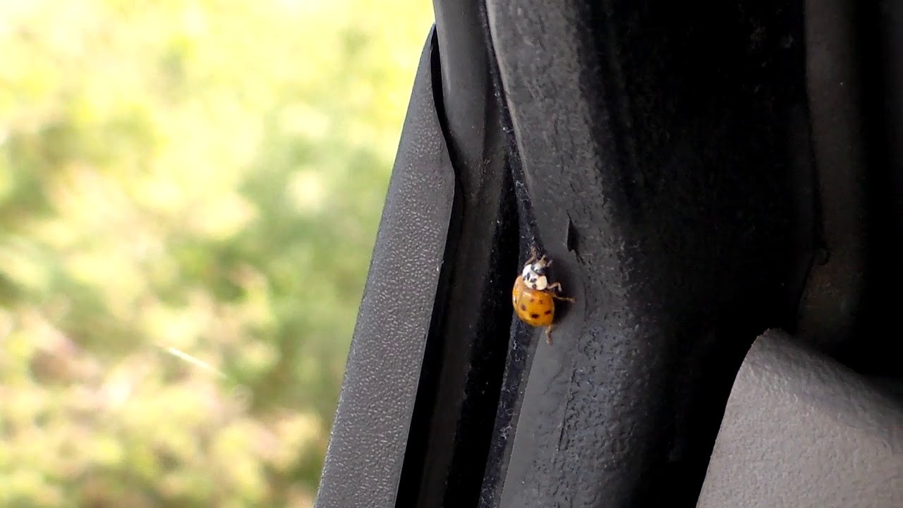 Ladybug inside my car - YouTube