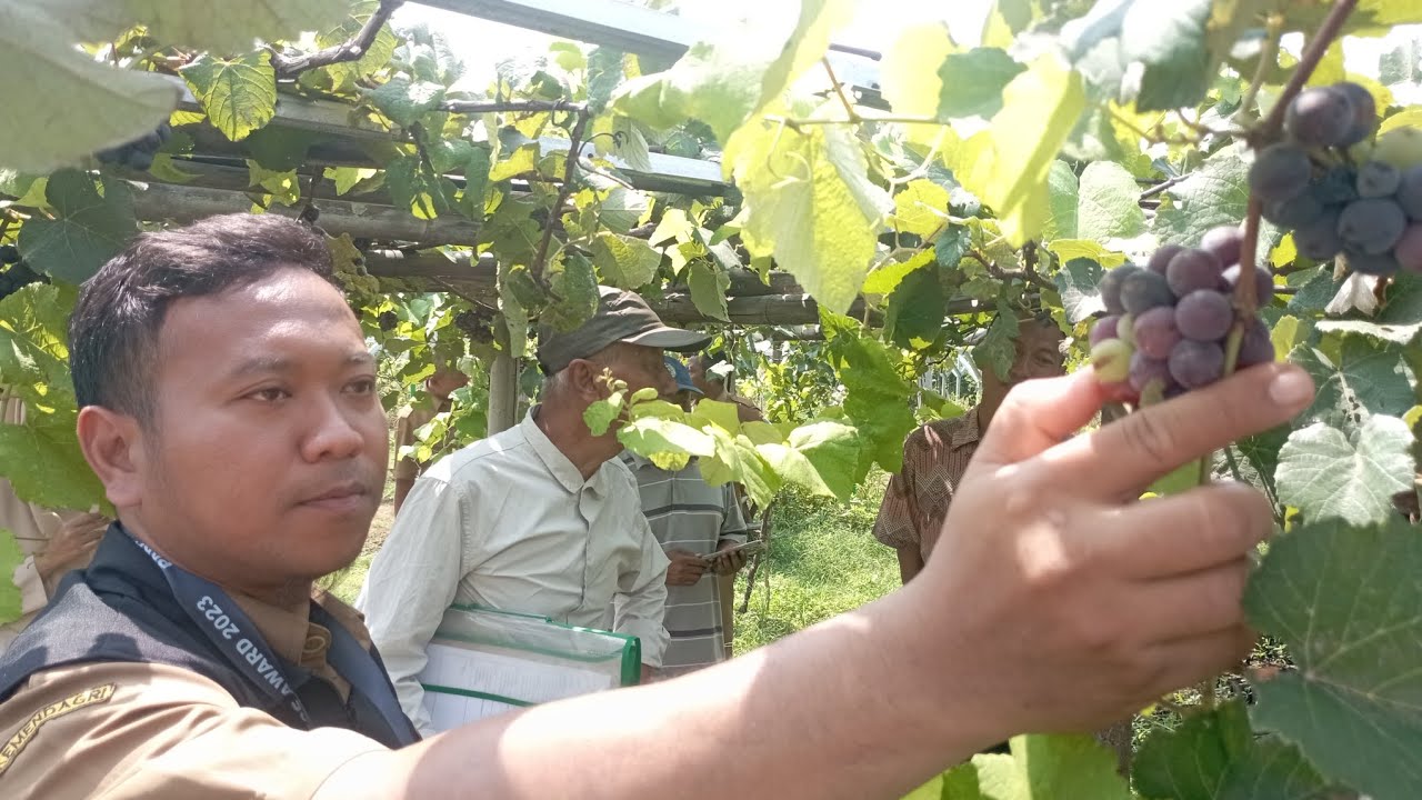 Wisata Kampung Anggur - YouTube