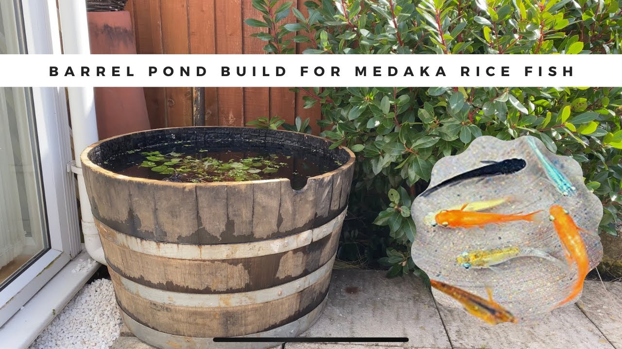 Barrel Pond Build for Medaka Japanese Rice Fish - ASMR Relaxing - YouTube