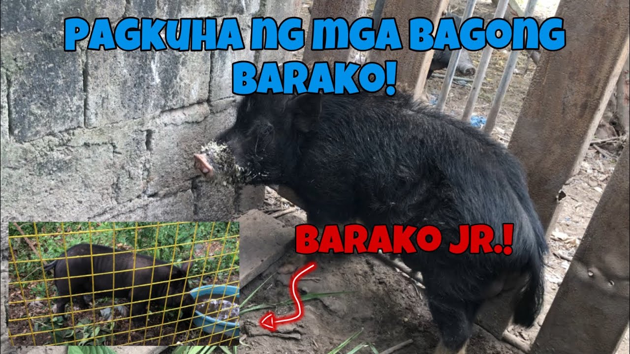 Andito na ang mga Bagong Barako! - YouTube