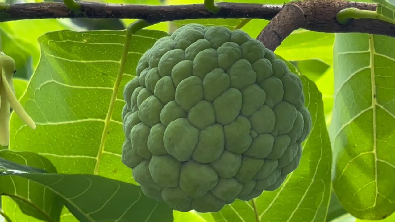 Na tree grown in home garden. - YouTube