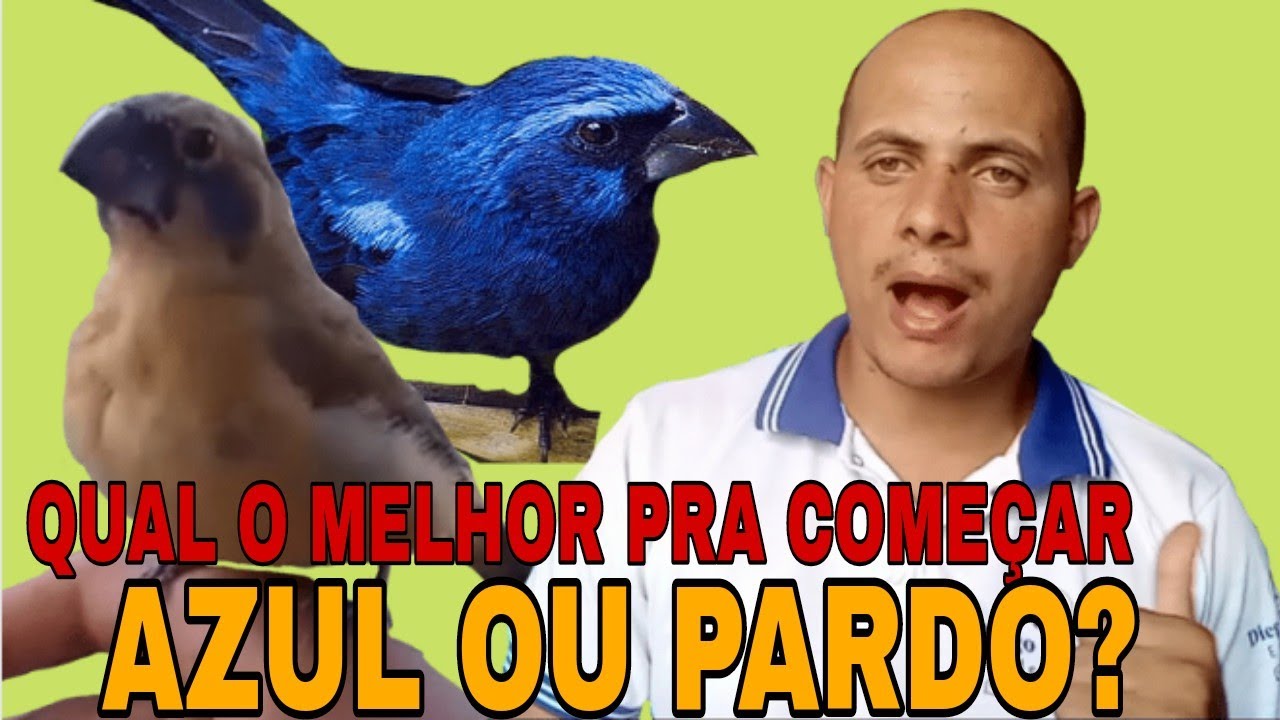 Como iniciar na criação de AZULÃO,com um AZULÃO PARDO OU AZUL? - YouTube