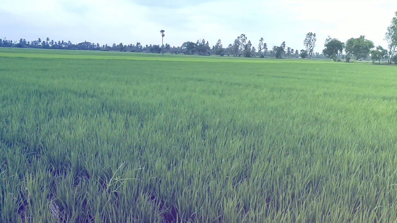 | My village life | crops fields | East godavari | kakinada | curio ...