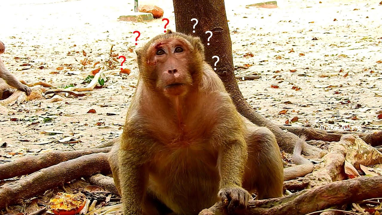 Last video of monkey Sweet Pea, I miss monkey Sweet Pea, Please come ...