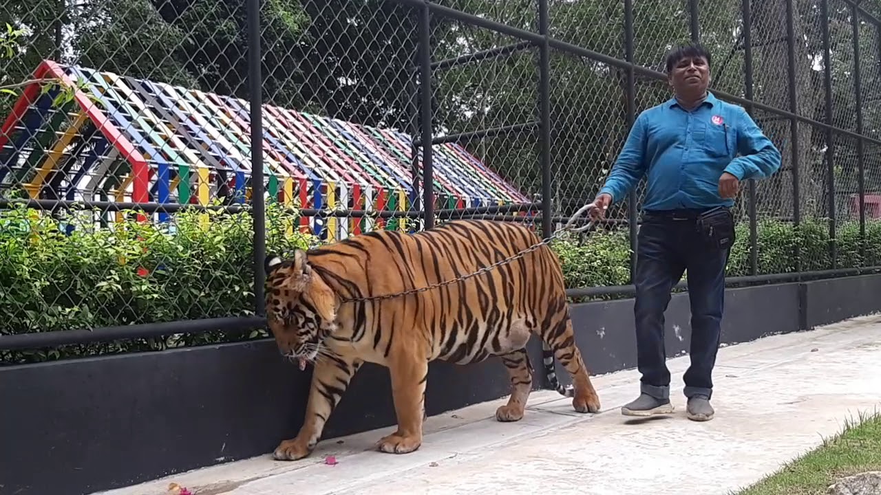 TIGER JINDA HE - YouTube