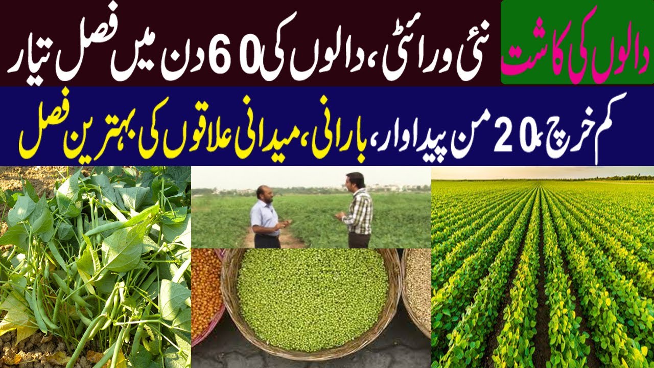 Pulses Cultivation in Pakistan | Daal ki Kasht in Pakistan | Pulses ...