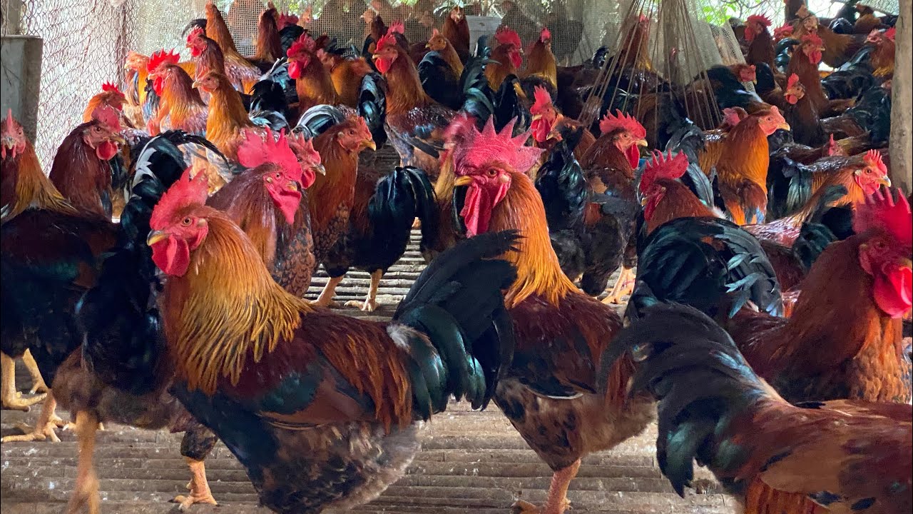 FULL VIDEO : Start a business with a free - range chicken farming model ...