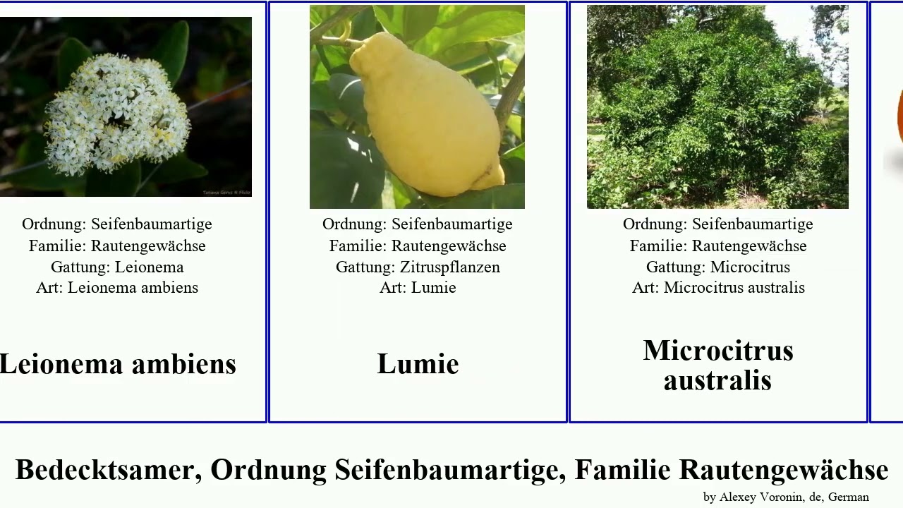 Bedecktsamer, Ordnung Seifenbaumartige, Familie Rautengewächse citrus ...