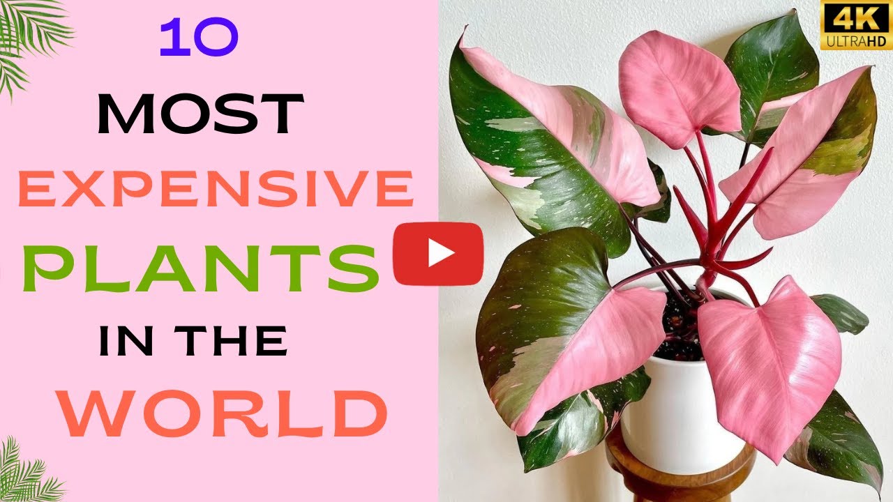 10 Most Expensive Houseplants | Rare Houseplants | Expensive Plants ...